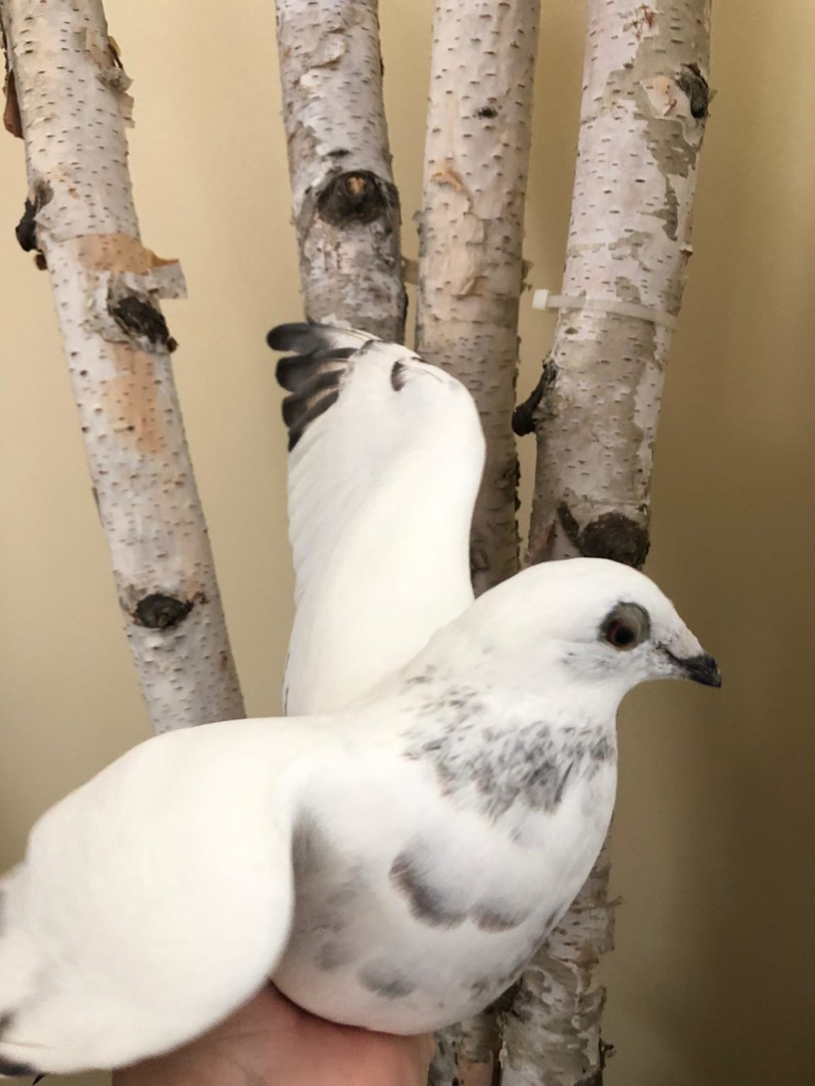 Candy – Great Lakes Pigeon Rescue